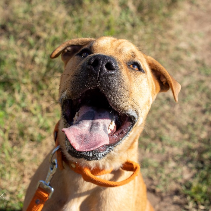 Maci :: Bundás Barát Állatvédő Egyesület