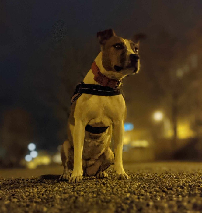 Bella :: Bundás Barát Állatvédő Egyesület