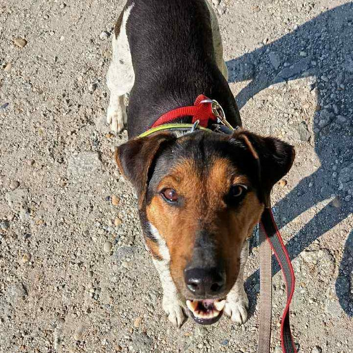 Foxi Fickó :: Bundás Barát Állatvédő Egyesület